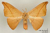 Papua Insects Foundation (Lepidoptera/Drepanidae/Drepaninae: thumbnails)